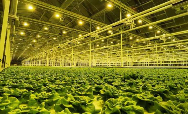 Anti-Drip Fogging Hydroponic Seedling Structure