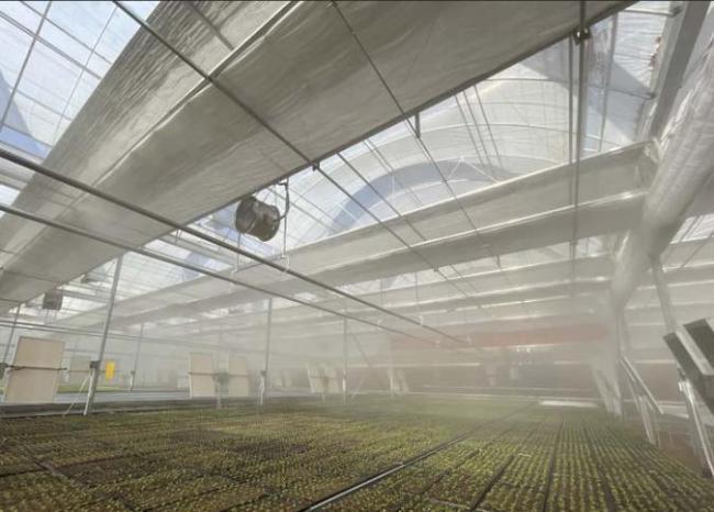 Anti-Drip Fogging Hydroponic Seedling Structure