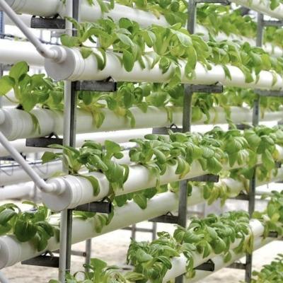 Greenhouse for Soilless Cultivation of Large-Scale Vegetable and Fruit Production