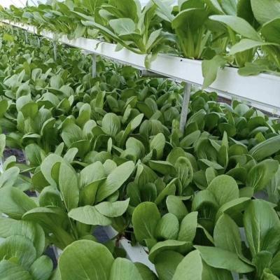 Cina Serra per l'agricoltura in plastica a forma di arco per pomodori e fragole con sistema di coltivazione idroponica in vendita