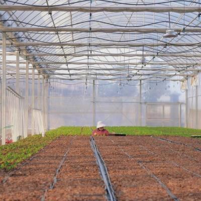 Cina Sistema di irrigazione a goccia Eco serra sui costi di spedizione e tempi di consegna stimati in vendita