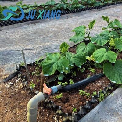 Plastic Sheet Blackout Greenhouse for Seedling Cultivation and Medical Plant/Mushroom