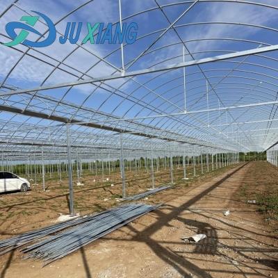 China Transformeer uw landbouw ervaring met Tomato Komkommer Aardbeien Hydroponics System Te koop