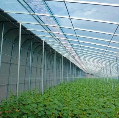 China Transformeer uw landbouw ervaring met Tomato Komkommer Aardbeien Hydroponics System Te koop