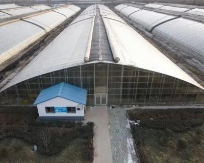 China Transformeer uw landbouw ervaring met Tomato Komkommer Aardbeien Hydroponics System Te koop