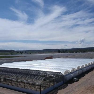 Cina Serra in vetro Venlo multi-span con sistema idroponico Cocopeat e personalizzazione in vendita