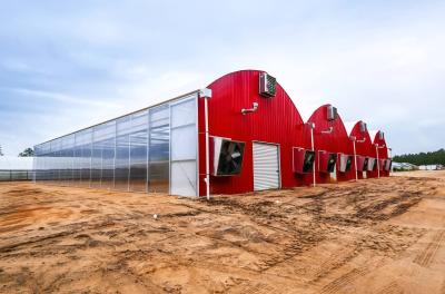 Cina Serra in vetro Venlo multi-span con sistema idroponico Cocopeat e personalizzazione in vendita