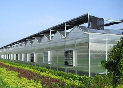 Cina Serra in vetro Venlo multi-span con sistema idroponico Cocopeat e personalizzazione in vendita