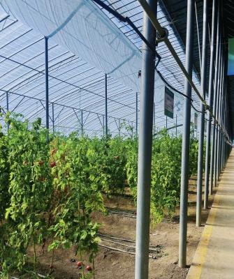 Cina Serra per la produzione di ortaggi in galleria multi-span con ordine minimo di 1 metro quadrato in vendita