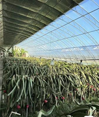 Cina Serra per la produzione di ortaggi in galleria multi-span con ordine minimo di 1 metro quadrato in vendita
