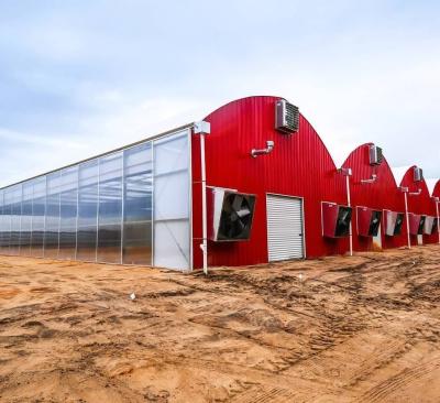 Cina Sistema di coltivazione idroponica a tubo d'acqua multi-span per l'efficienza dell'acquacoltura in serra in vendita