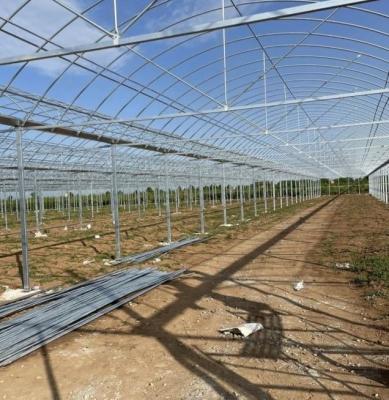 Cina Grandi Acquicoltura Pomodoro Zucchero Fragole Hidroponica Serra con alto rendimento in vendita