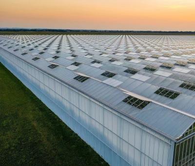 Cina Origine Eco serra per pomodoro/capsicum/comero struttura in acciaio e costi di spedizione in vendita