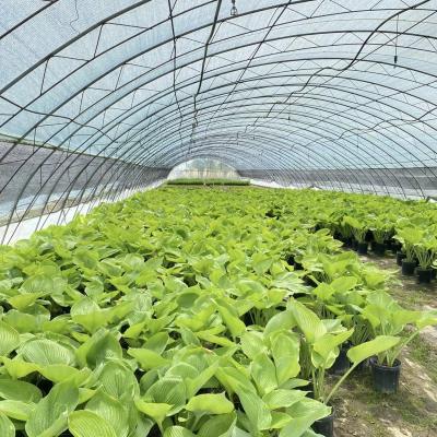 Cina Serra commerciale a pagamento per pomodori e fragole in galleria per tubi d'acqua in vendita