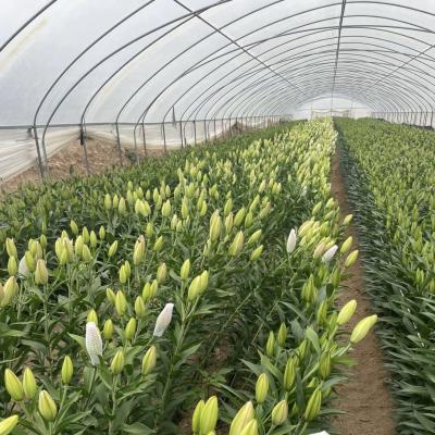 Cina Grande pacchetto di soluzioni per serre in galleria idroponica a prezzi accessibili Peso lordo 20.000 kg in vendita