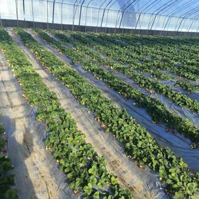 Cina Sistema idroponico a metri quadrati per la produzione su larga scala di ortaggi e fiori in vendita