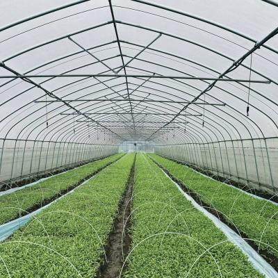 Cina Serra a tunnel a arco singolo grande JX-A00182 per la produzione vegetale durante tutto l'anno in vendita