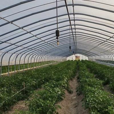 Cina Serra a tunnel a arco singolo grande JX-A00182 per la produzione vegetale durante tutto l'anno in vendita