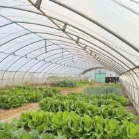 China Multi Span Commercial Greenhouse With Hydroponics System Custom for sale