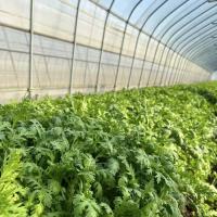 China Multi Span Commercial Greenhouse With Hydroponics System Custom for sale