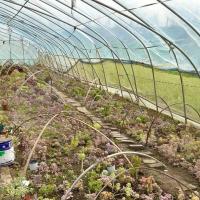 China Multi Span Commercial Greenhouse With Hydroponics System Custom for sale