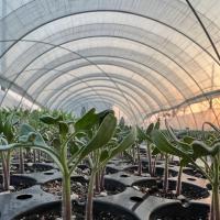 China Multi Span Commercial Greenhouse With Hydroponics System Custom for sale