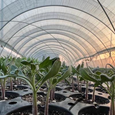 Cina Serra commerciale multi-span con sistema idroponico personalizzato in vendita