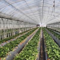 China Multi Span Commercial Greenhouse With Hydroponics System Custom for sale