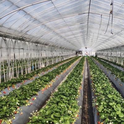 Cina Serra commerciale multi-span con sistema idroponico personalizzato in vendita