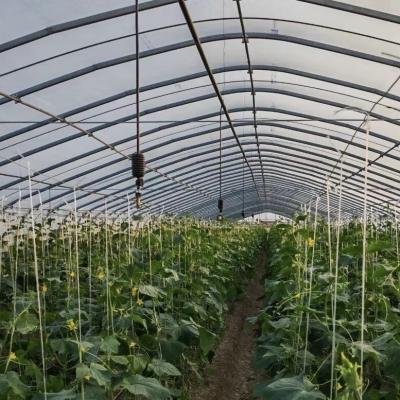 Cina Rivoluzionate la vostra produzione di verdura con la serra a galleria ad irrigazione a goccia in vendita