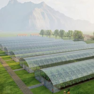 Cina Rivoluzionate la vostra produzione di verdura con la serra a galleria ad irrigazione a goccia in vendita