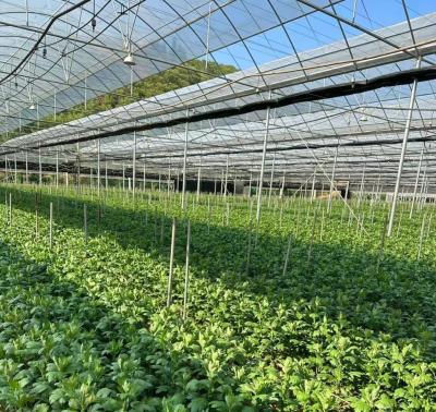 Cina Moneta USA JX-A0023 Serra a pellicola multi-span per piantare lattuga di cetriolo Tomota in vendita