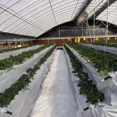 Cina Sistema di coltivazione di coccopee in serra in galleria per pomodori e fragole Spedizione rapida in vendita