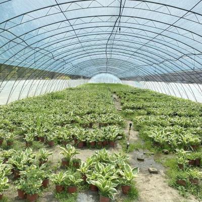 Cina Sistema di coltivazione di coccopee in serra in galleria per pomodori e fragole Spedizione rapida in vendita