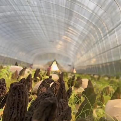 Cina Sistema di coltivazione di coccopee in serra in galleria per pomodori e fragole Spedizione rapida in vendita