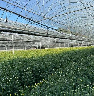 Cina Serra a pellicola multi-span per agricoltura verticale in vendita