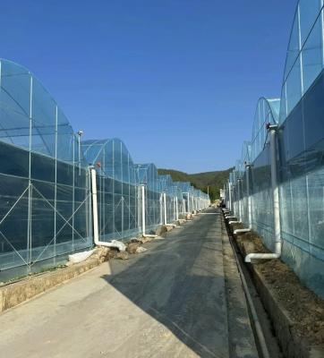 Cina Serra a pellicola multi-span per agricoltura verticale in vendita