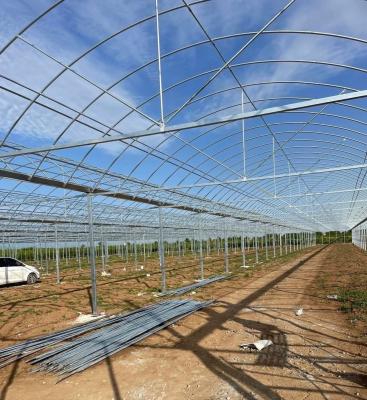 Cina Serra a pellicola multi-span per agricoltura verticale in vendita