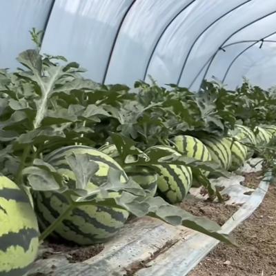 Cina Sistema innovativo di serra a galleria per irrigazione a goccia con rimborso di 30 giorni in vendita
