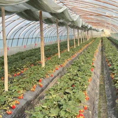 Cina Sistema innovativo di serra a galleria per irrigazione a goccia con rimborso di 30 giorni in vendita