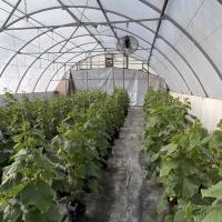 China Multi-Span Arch Tunnel Greenhouse Hydroponic Growing System for sale