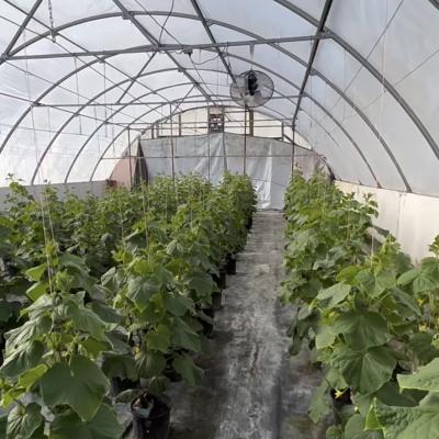 Cina Sistema di coltivazione idroponica in serra con tunnel ad arco multi-span in vendita