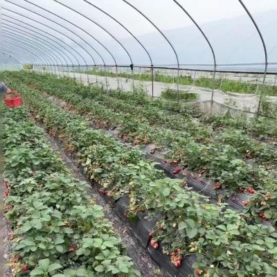 Cina Sistema di coltivazione idroponica in serra con tunnel ad arco multi-span in vendita