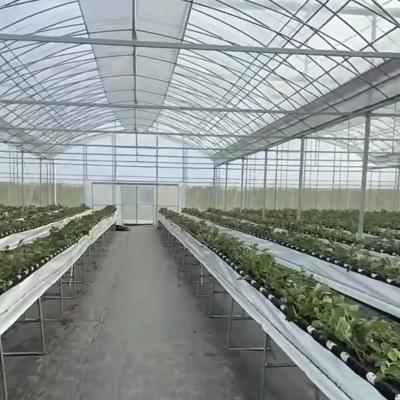 中国 マルチスペン温室水栽培野菜栽培システム 鉄筋構造 20000kg 販売のため