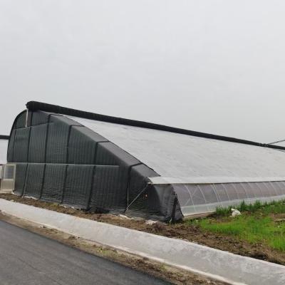 Cina Serra a luce solare per piantare capsicum Metodo avanzato di coltivazione delle verdure in vendita