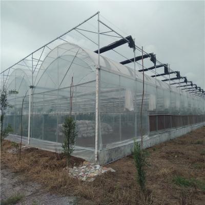Cina Serra a luce solare per piantare capsicum Metodo avanzato di coltivazione delle verdure in vendita