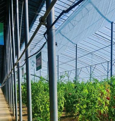 Cina Serra a luce solare per piantare capsicum Metodo avanzato di coltivazione delle verdure in vendita
