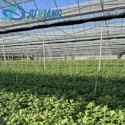 Cina Serra a luce solare per piantare capsicum Metodo avanzato di coltivazione delle verdure in vendita