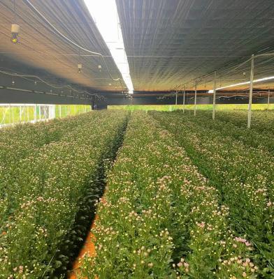 China Custos de envio e prazos de entrega para estufas hidropónicas de grande escala à venda