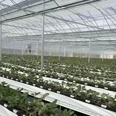 China Op maat gemaakte aanvraag voor Venlo Multi Span Serre 1 vierkante meter Min.Order Te koop